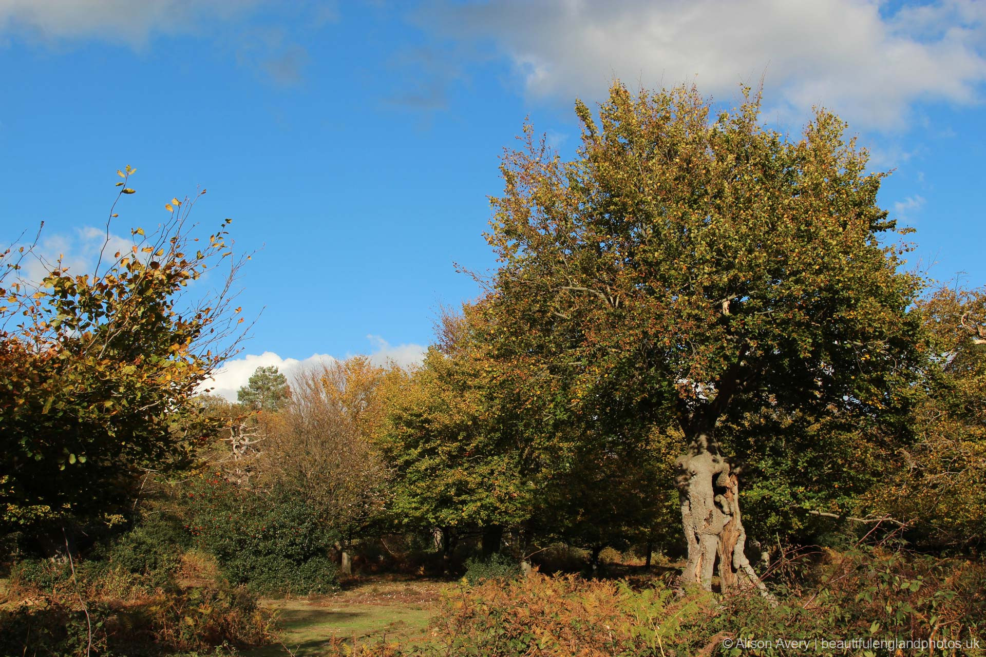 Autumn, Pollarded Beech Tree, Burnham Beeches - Beautiful England Photos